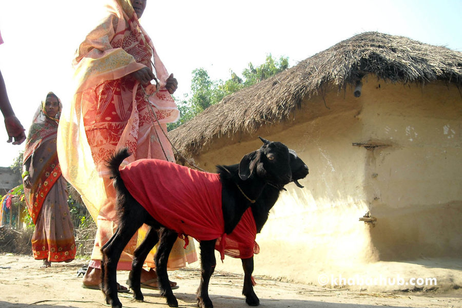 Gadhimai Mela: Myths and facts « Khabarhub