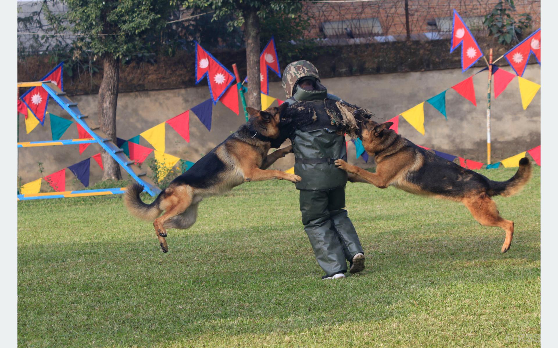In Pics: Nepali Army worships dogs on Kukur Tihar « Khabarhub