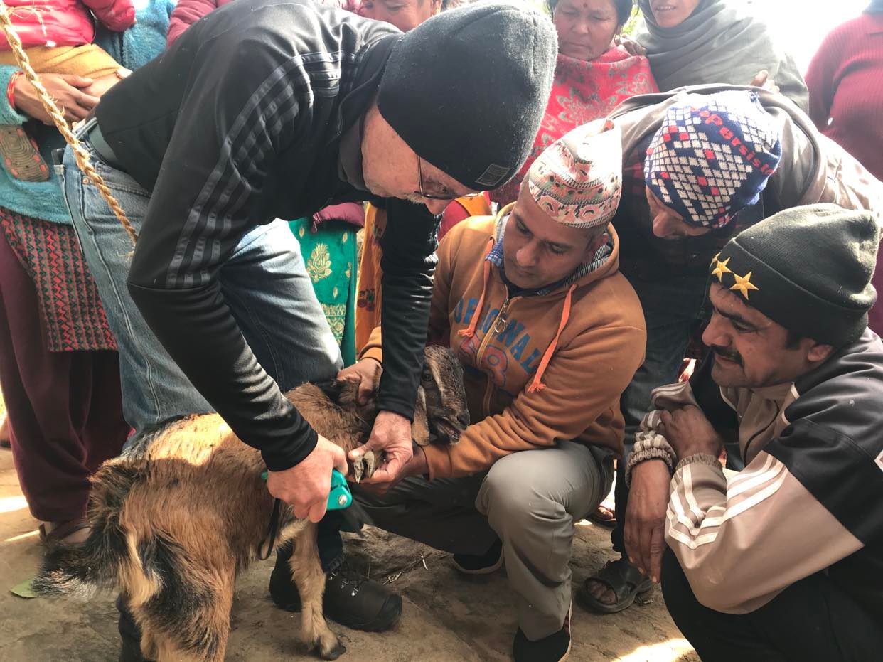 Free health camp and goat farming training held in Dhading « Khabarhub